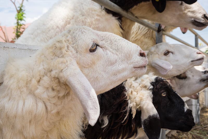 Cara de ovejas en granja imagen de archivo. Imagen de granja - 69601083