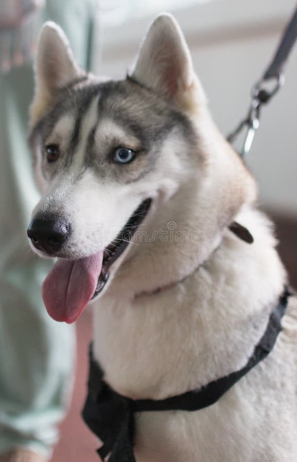 Cara De Perro Husky Como Fondo Foto de archivo - Imagen de fondo, cara ...