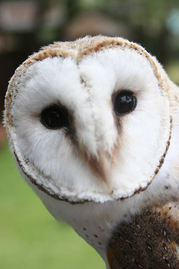 Cara de un buho imagen de archivo. Imagen de actitud, plumas - 293199