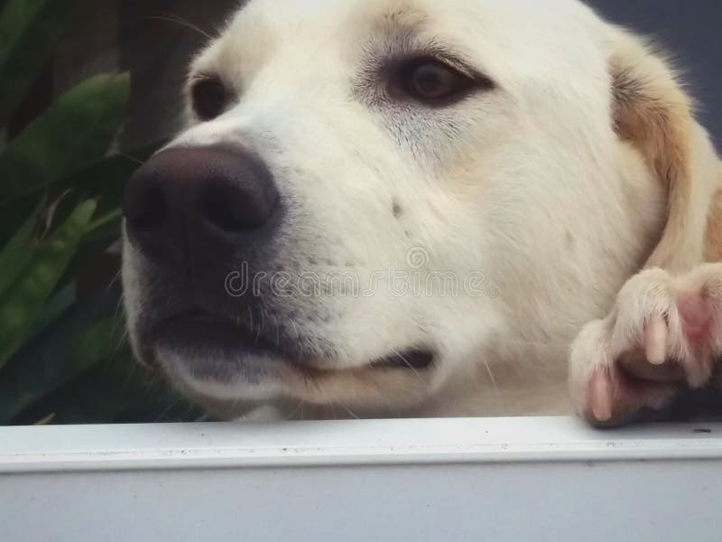 Cara de un perro imagen de archivo. Imagen de mayor - 118340929