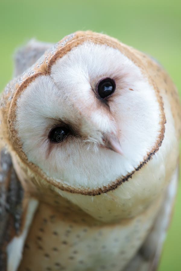 Cara del buho foto de archivo. Imagen de exterior, punto - 10650952