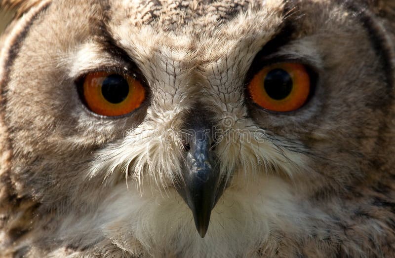 Cara del buho de águila imagen de archivo. Imagen de cazador - 14074299
