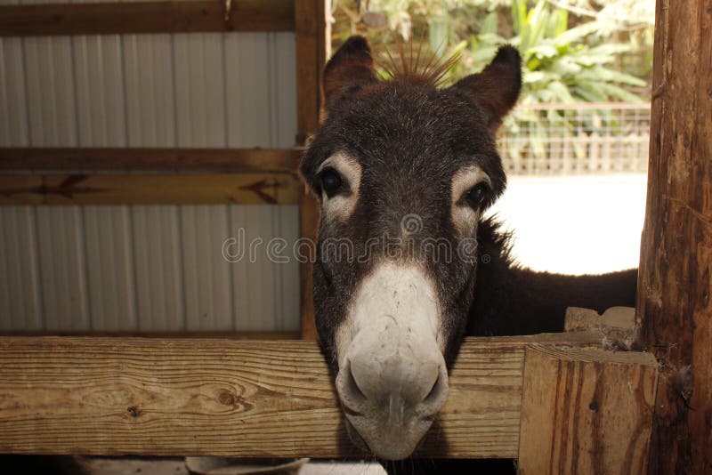 Cara del burro imagen de archivo. Imagen de nariz, blanco - 47249067