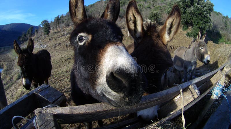 Cara del burro imagen de archivo. Imagen de generalmente - 83248479