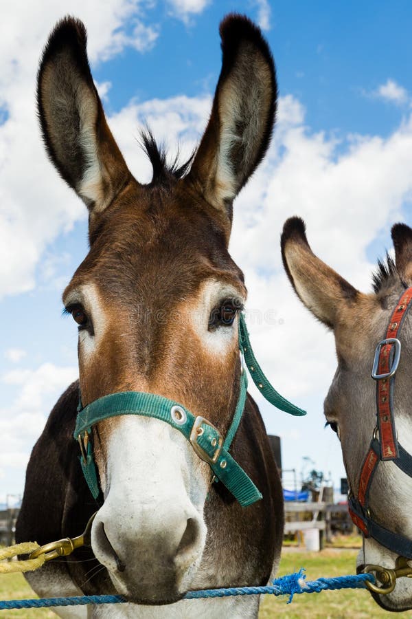 Cara del burro imagen de archivo. Imagen de blanco, cara - 7197495