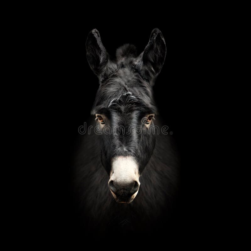 Burro En Blanco Y Negro Llamando Lindo Con Aspecto Atento Al Aire Libre ...