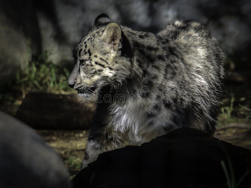 Cara Del Cachorro De La Onza Imagen de archivo - Imagen de alpestre ...