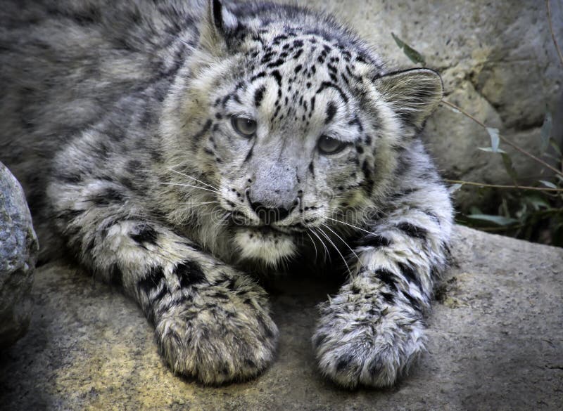 Cara Del Cachorro De La Onza Foto de archivo - Imagen de cachorro ...