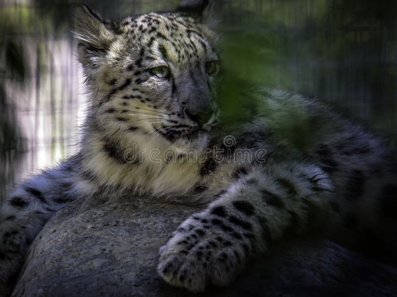 Cara Del Cachorro De La Onza Imagen de archivo - Imagen de boca ...