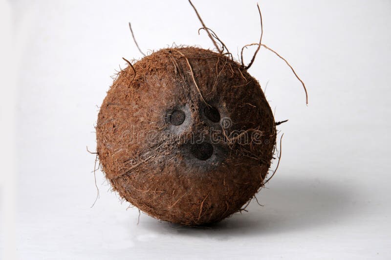 Cara del coco de Loveley foto de archivo. Imagen de cerda - 50220648