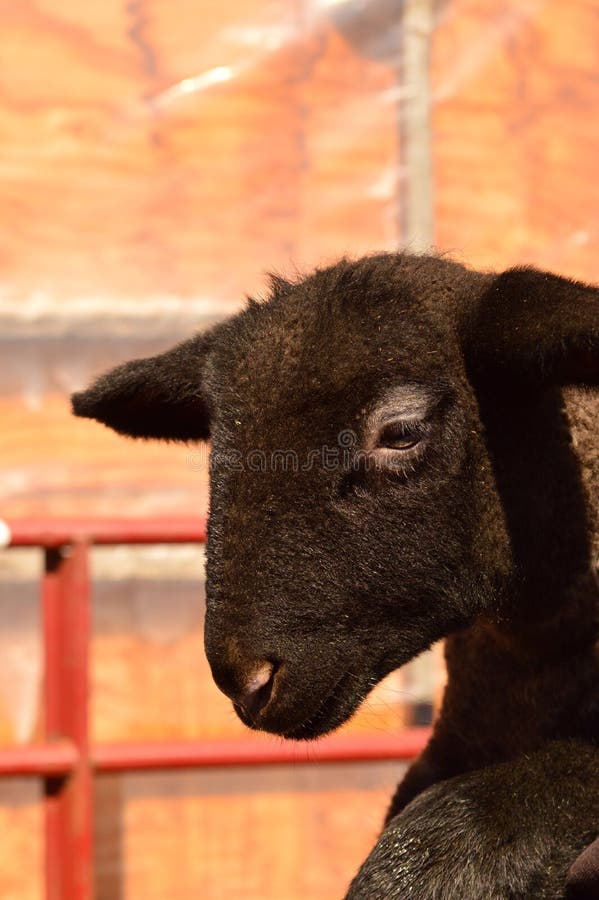 Cara del cordero del bebé foto de archivo. Imagen de inocente - 112921806
