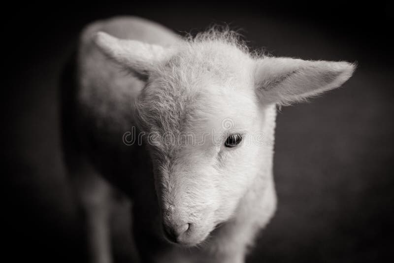 Cara del cordero del bebé imagen de archivo. Imagen de lindo - 43831177