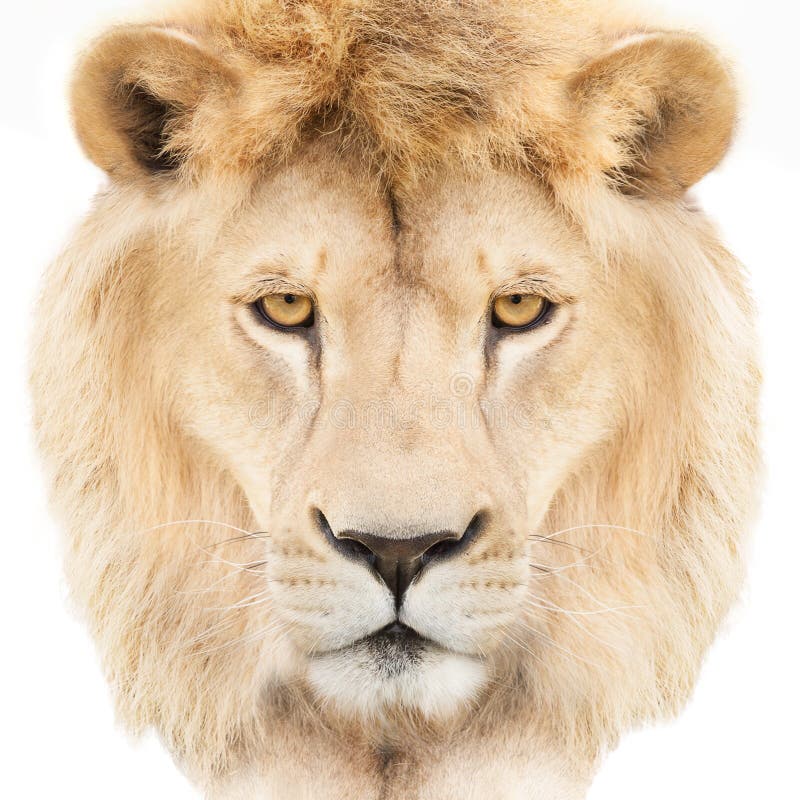 Cara del león imagen de archivo. Imagen de peludo, orgullo - 36180611