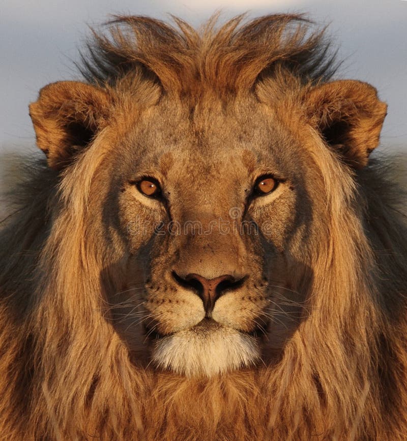 Cara Del León En El Jardín Del Palacio De Beylerbeyi, Estambul. Foto de ...