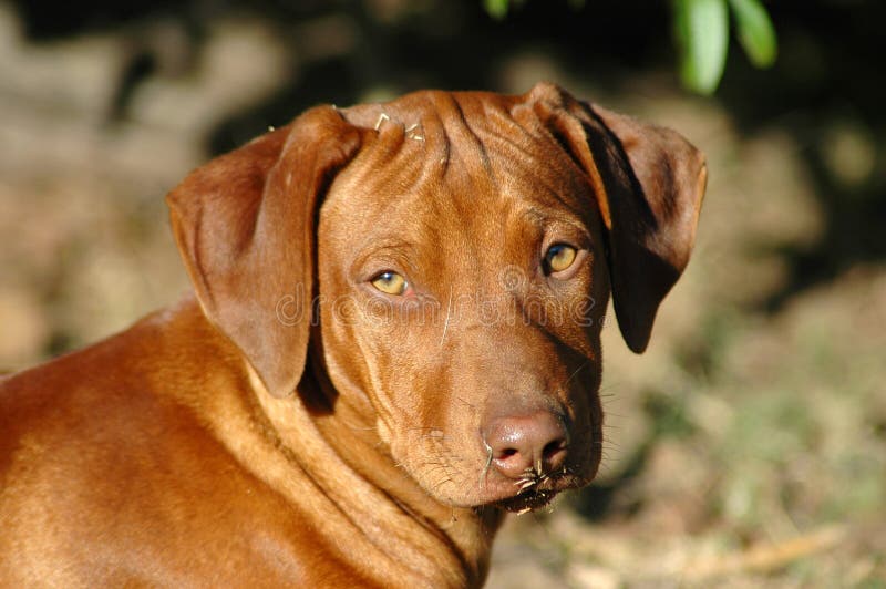 Cara del perrito foto de archivo. Imagen de amigo, pista - 1389502
