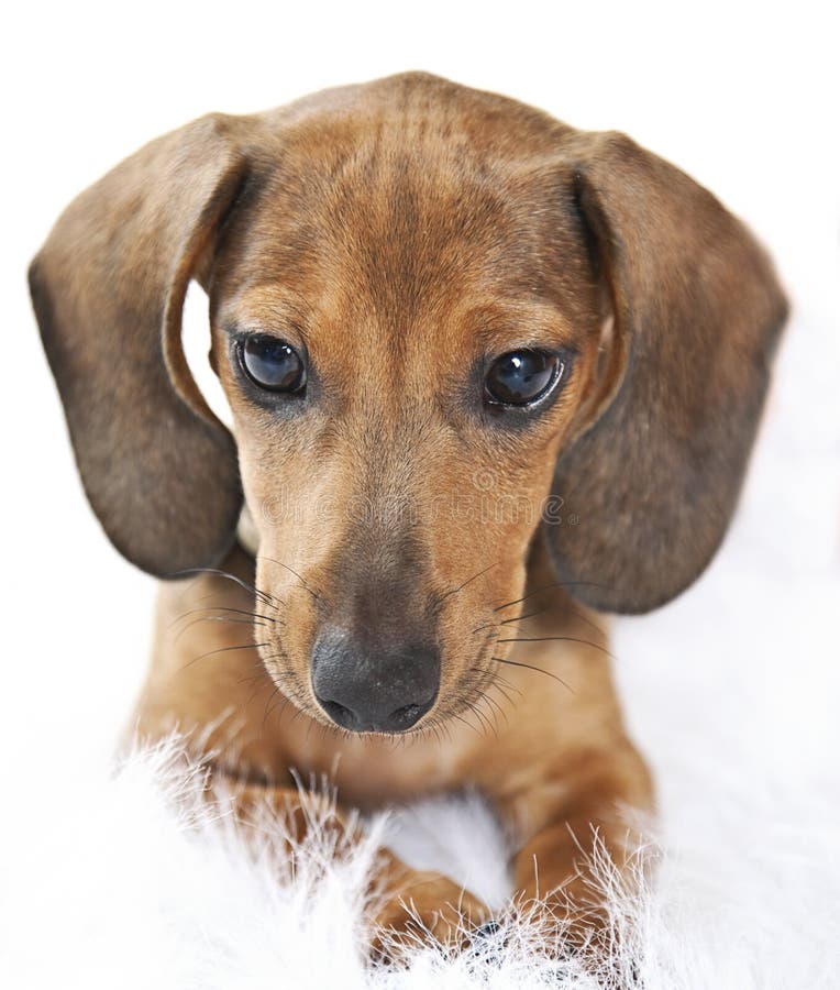 Cara del perrito imagen de archivo. Imagen de dachshund - 21481811