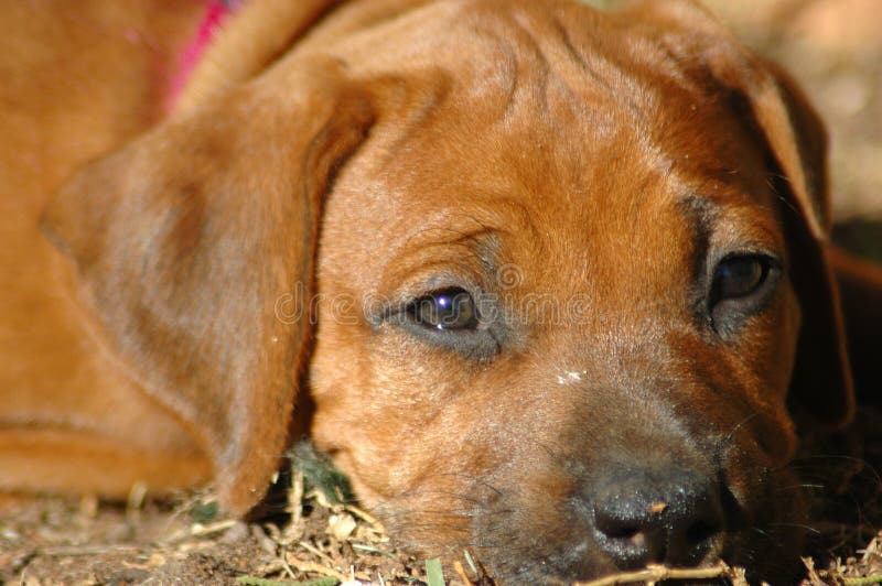 Cara del perrito imagen de archivo. Imagen de perro, falta - 2627175