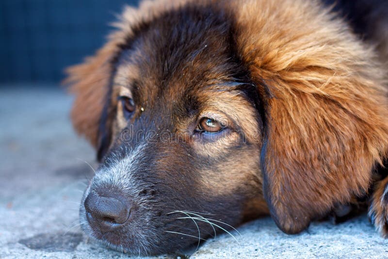 Cara del perrito imagen de archivo. Imagen de pensativo - 27752341
