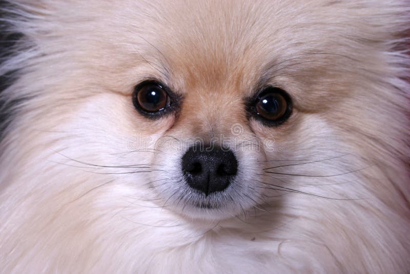 Cara del perrito imagen de archivo. Imagen de animales - 608547