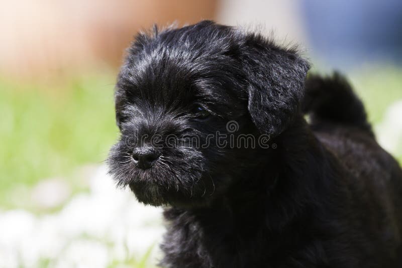 Cara del perrito foto de archivo. Imagen de negro, mascota - 62831908