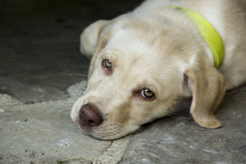 Cara del perrito imagen de archivo. Imagen de hocico - 92983935