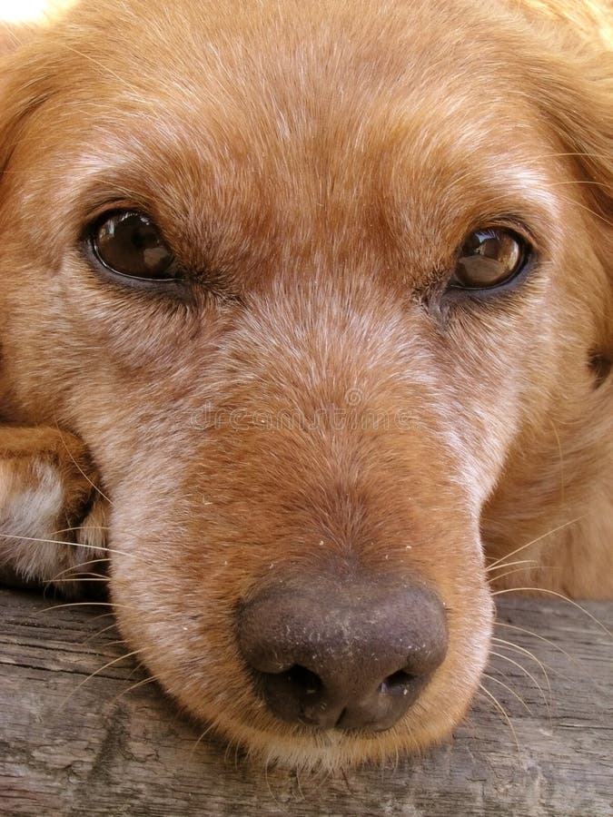 Cara del perro imagen de archivo. Imagen de curioso, chistoso - 1311981