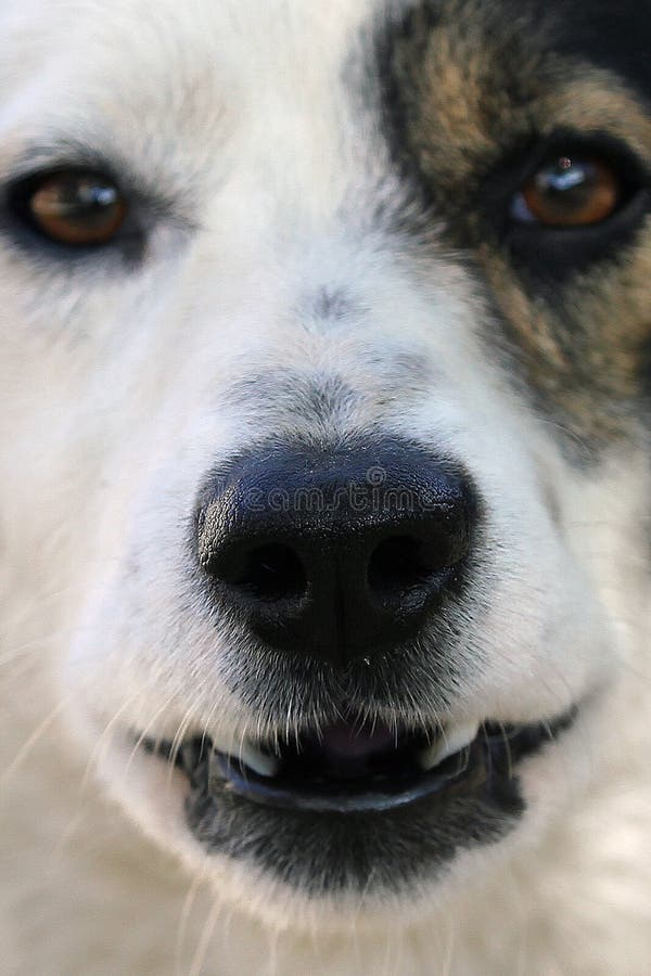 Cara del perro imagen de archivo. Imagen de corriendo - 40896739