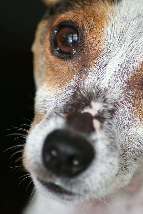 Cara del perro foto de archivo. Imagen de colmillos, doméstico - 5568228