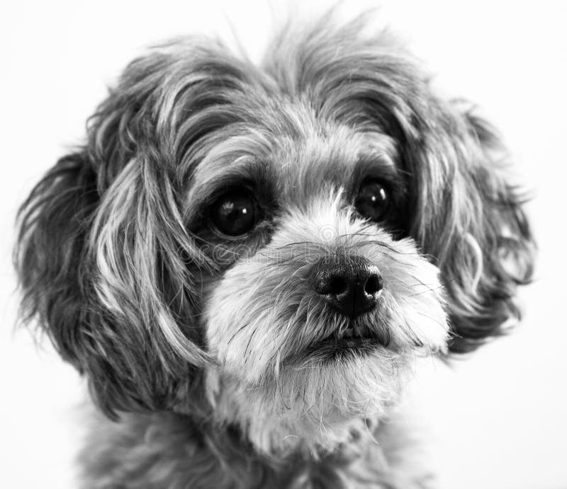 Cara del perro de Shih Poo imagen de archivo. Imagen de perrito - 34193993