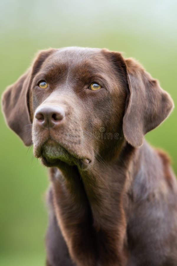 Cara Del Perro Del Labrador Retriever Imagen de archivo - Imagen de ...