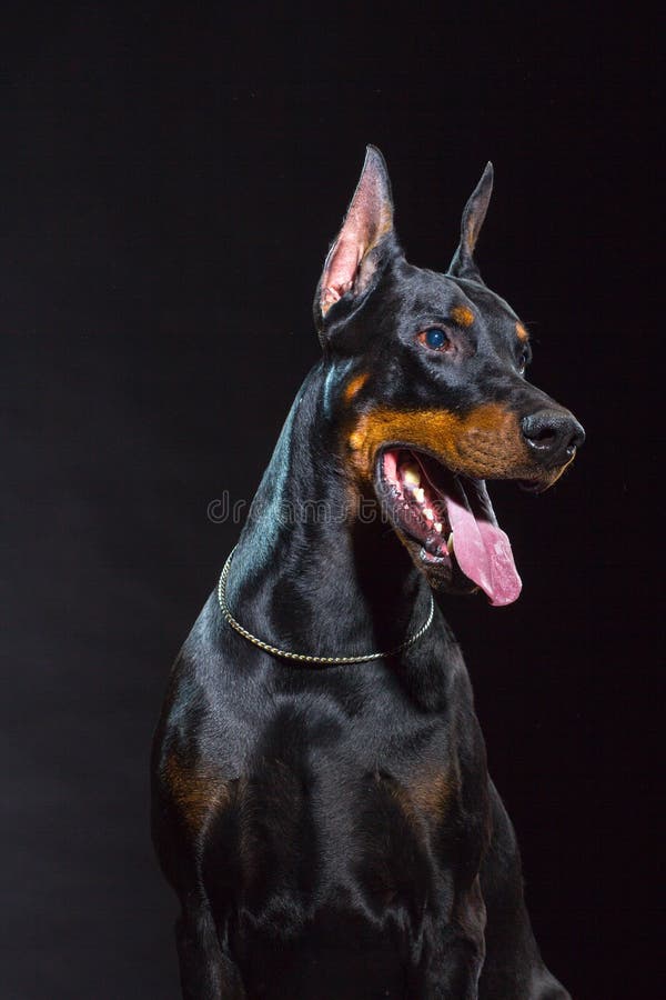 Cara del perro negro foto de archivo. Imagen de medio - 64549212