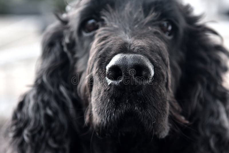 Cara Del Perro Negro De Cocker Spaniel Foto de archivo - Imagen de ...