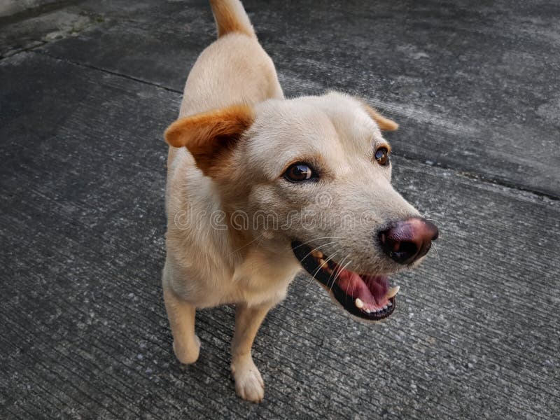 Cara Del Primer De Un Perro Curioso De Brown Imagen de archivo - Imagen ...