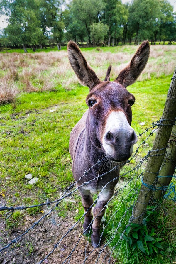 Sonrisa De Un Burro Fotos De Stock - Descarga 232 Fotos Libres de Derechos