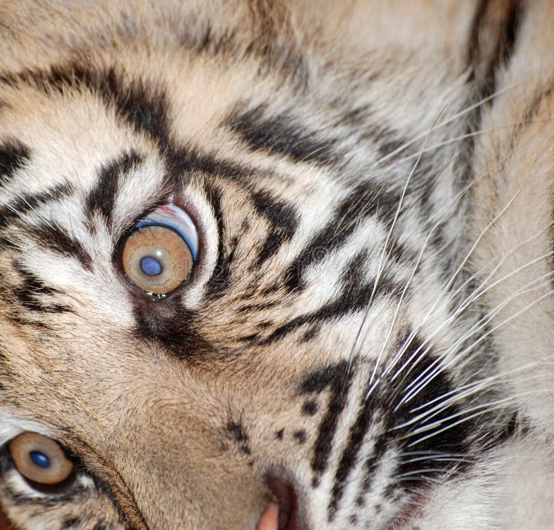 Retrato Del Tigre Cara Agresiva De La Mirada Fija Mirada Del Peligro ...
