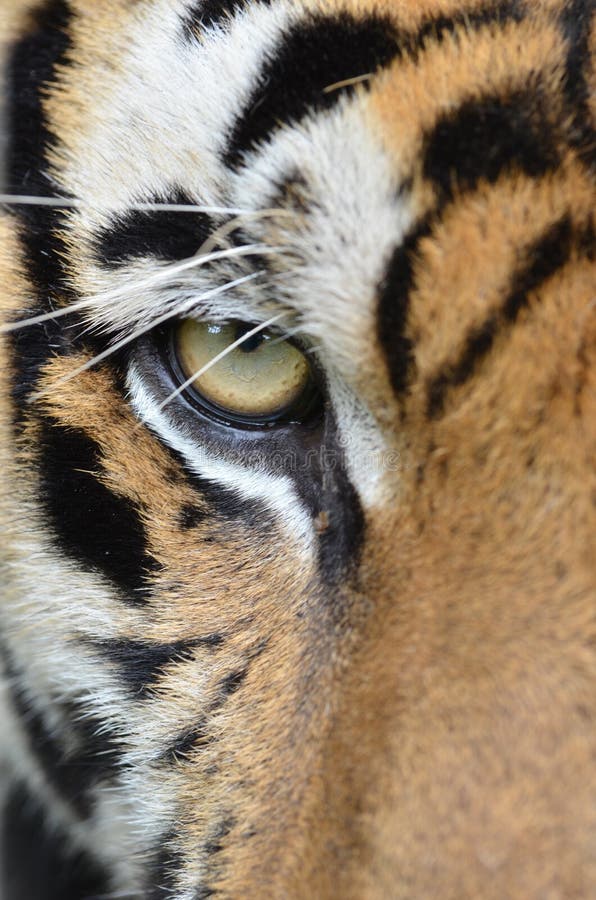 Cara del tigre foto de archivo. Imagen de rayado, fauna - 19999322