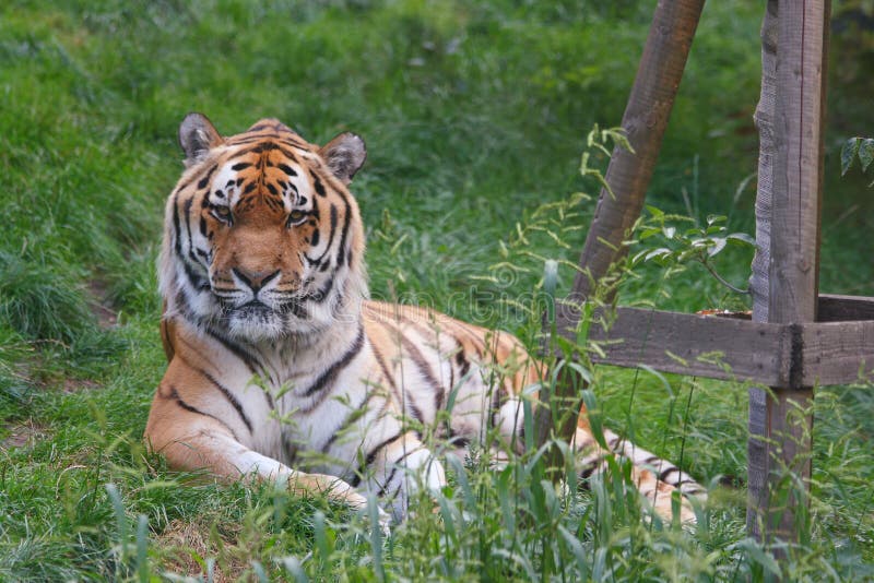 Cara del tigre imagen de archivo. Imagen de tigre, blanco - 3145801