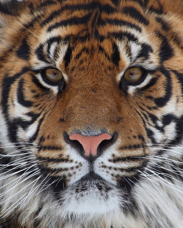 Cara de los tigres. foto de archivo. Imagen de exterior - 5603446