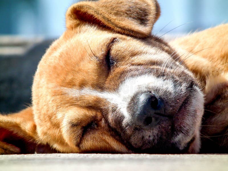 Cara do cachorrinho imagem de stock. Imagem de ternura - 36986363