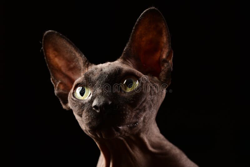 Gato Magro De Sphynx Que Senta-se Em Uma Soleira Foto de Stock - Imagem ...