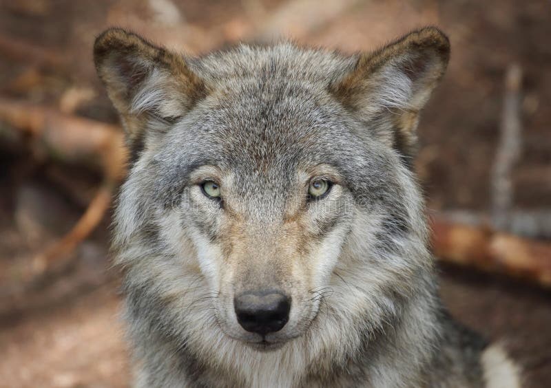Face do lobo foto de stock. Imagem de inverno, wildlife - 22593212