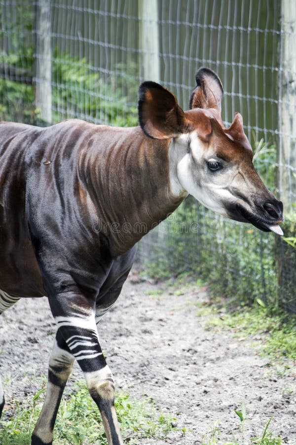 Ocapi imagem de stock. Imagem de listras, experiência - 32874789