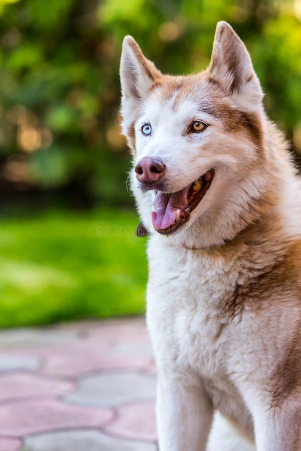 Cara Emocional Del Husky Siberiano Imagen de archivo - Imagen de ...