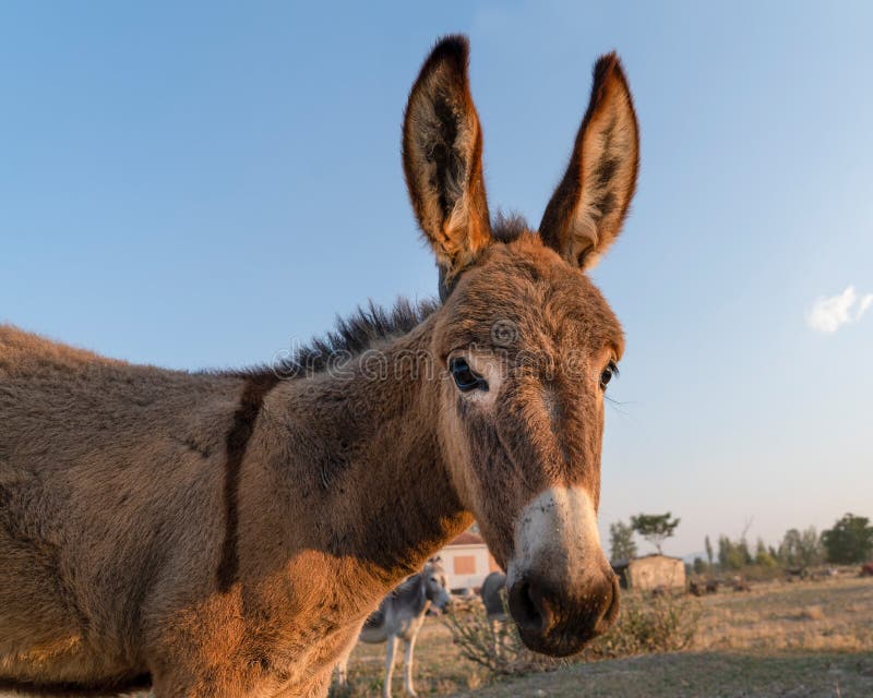 Cara De Burro Divertida Y Nariz Cerrar Foco Selectivo De Ojos Con área ...