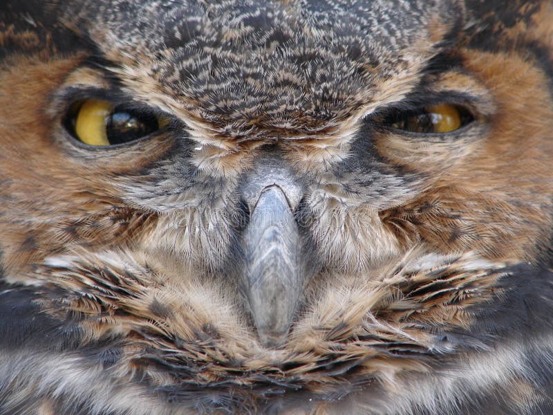 Cara grande del buho imagen de archivo. Imagen de nationhood - 620363