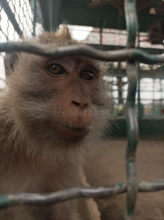 Cara inocente de mono imagen de archivo. Imagen de nariz - 243365963