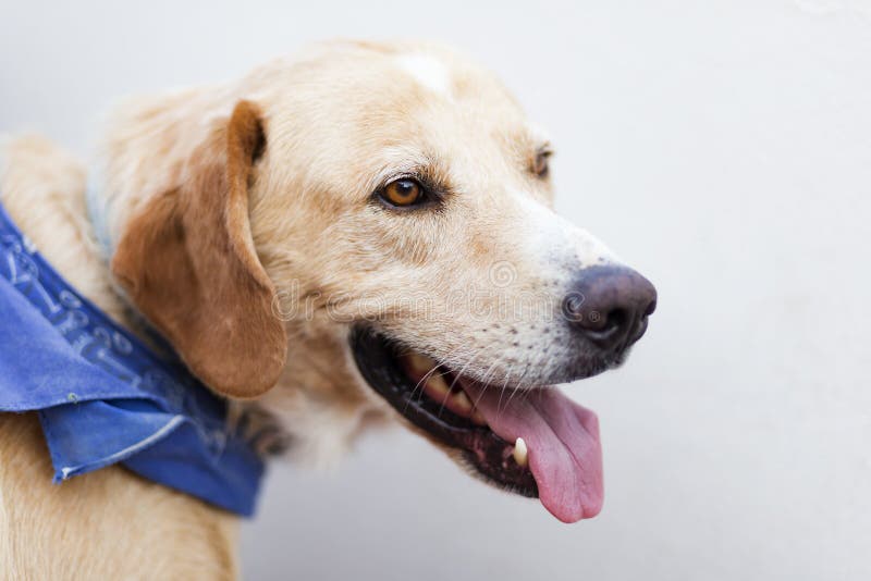 Cara Del Perro Del Labrador Retriever Imagen de archivo - Imagen de ...