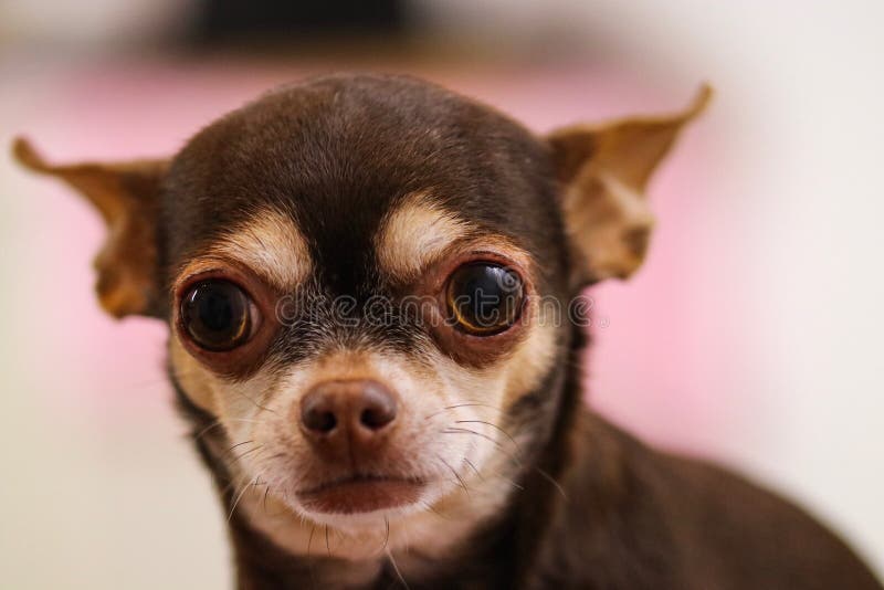 Cara linda del perrito imagen de archivo. Imagen de doméstico - 107344717