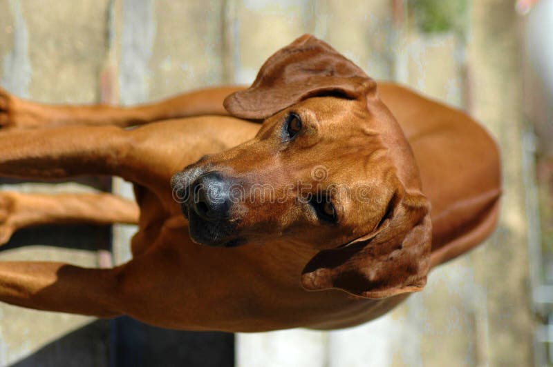 Cara linda del perrito imagen de archivo. Imagen de familia - 2059975