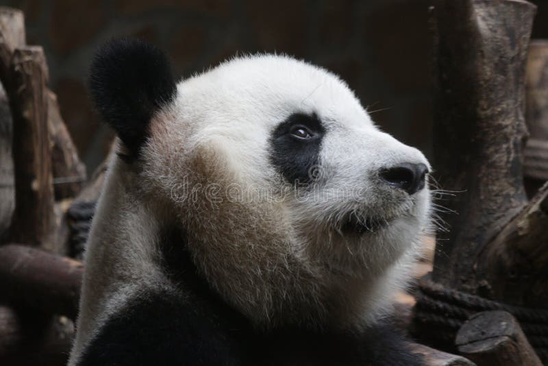 Cara Macia Da Panda Gigante Do Close-up, China Imagem de Stock - Imagem ...